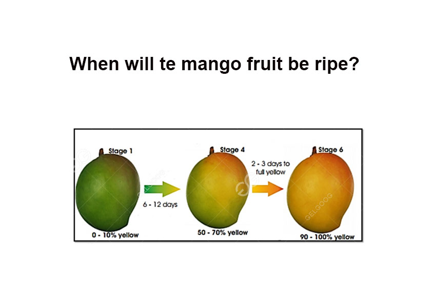 Unveiling The Secrets Of A Perfectly Ripe Mango