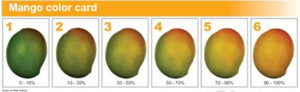 Unveiling The Secrets Of A Perfectly Ripe Mango