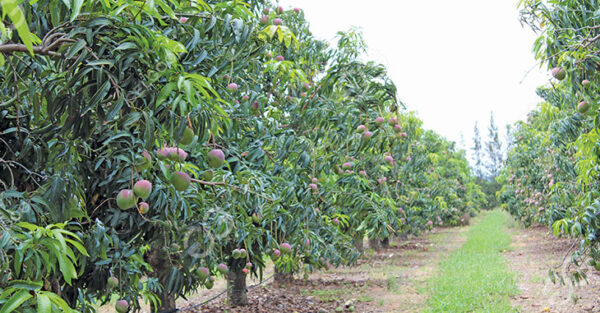 Dried Mango Industry in the Philippines