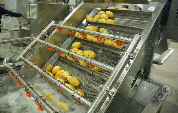 Mango Blanching Machine Factory Customization